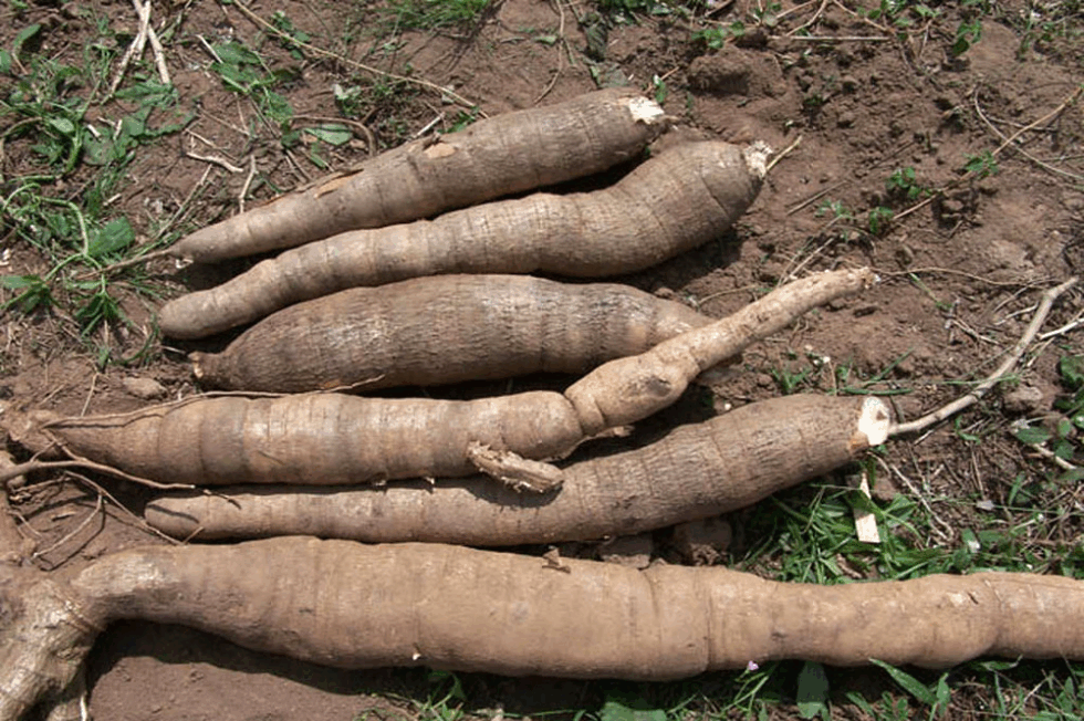 Cassava (Yuca) – Starchy root with subtle flavor - Nuyu Nourish